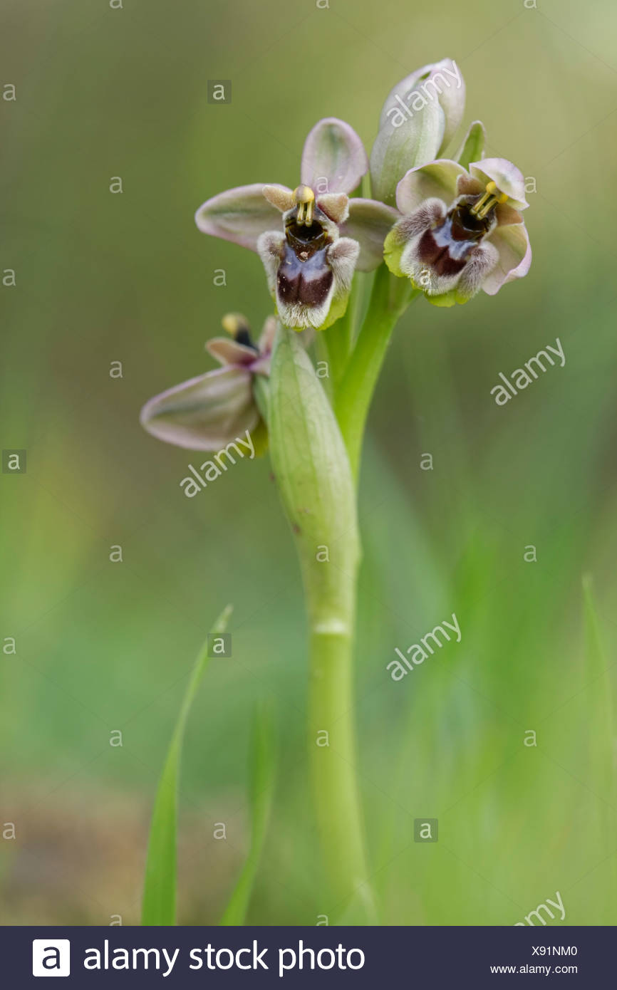 Wilde Orchidee High Resolution Stock Photography and Images - Alamy