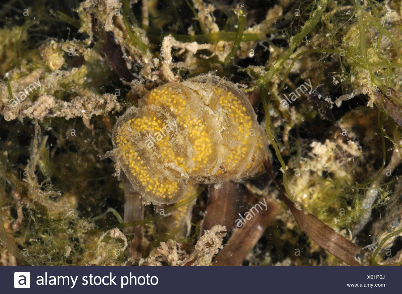 Akera Bullata High Resolution Stock Photography and Images - Alamy