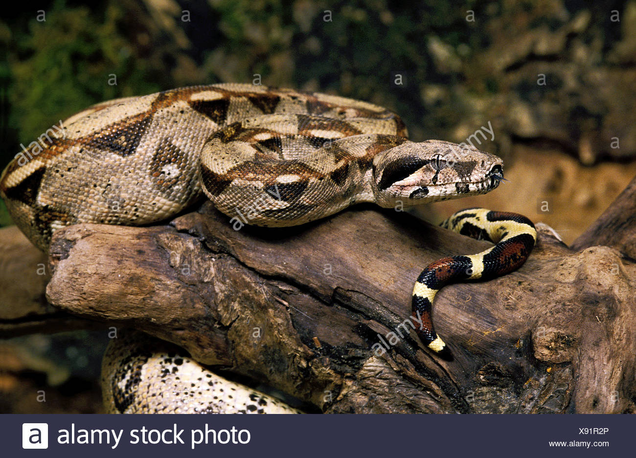 Boa Constrictor High Resolution Stock Photography and Images - Alamy