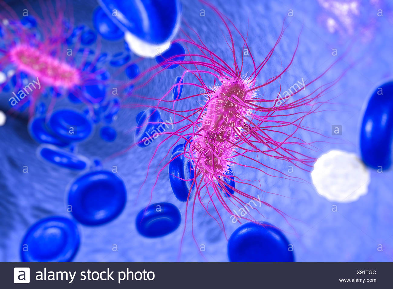 E Coli With Flagella Stock Photos & E Coli With Flagella Stock Images ...