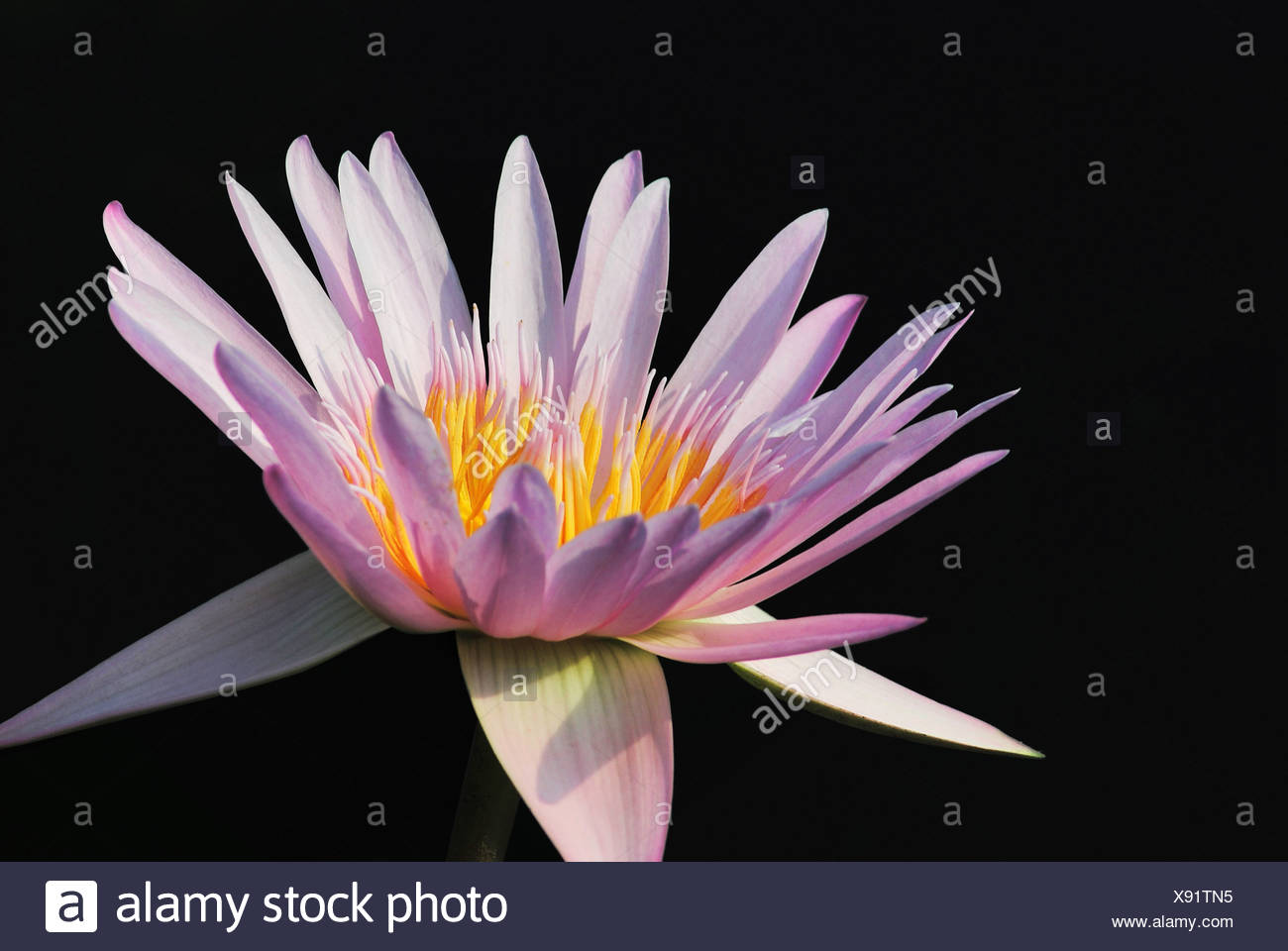 Nymphaeales High Resolution Stock Photography and Images - Alamy