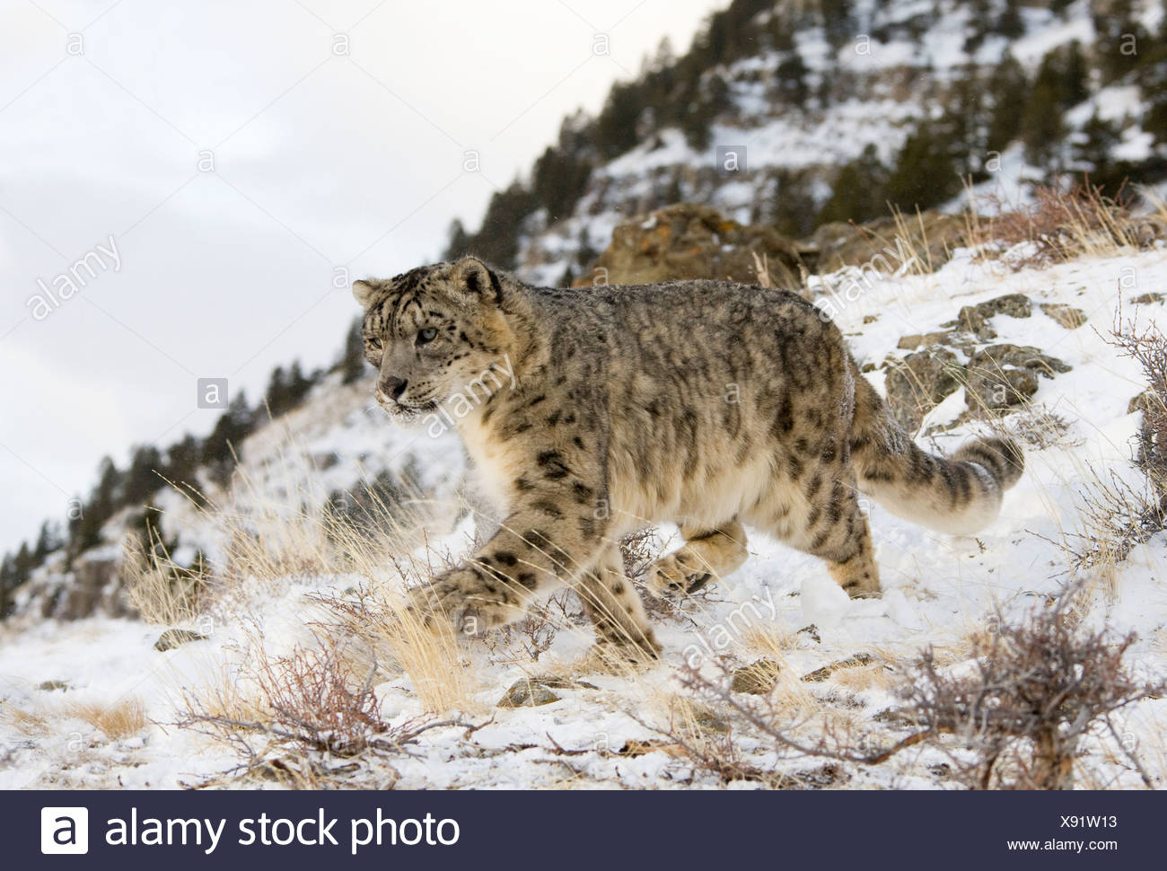 Hunting Leopard High Resolution Stock Photography and Images - Alamy