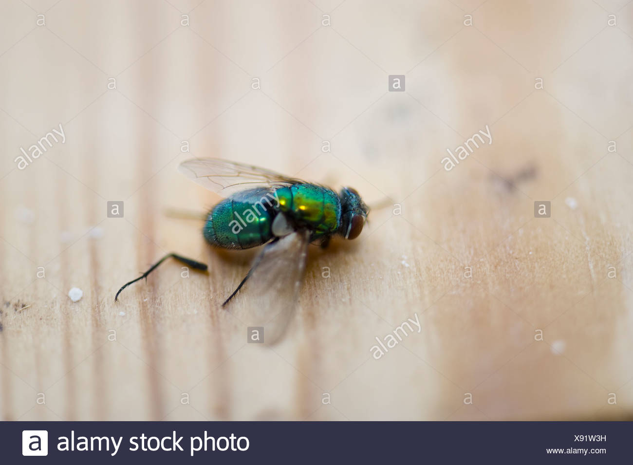 A Blowfly Stock Photos & A Blowfly Stock Images - Alamy