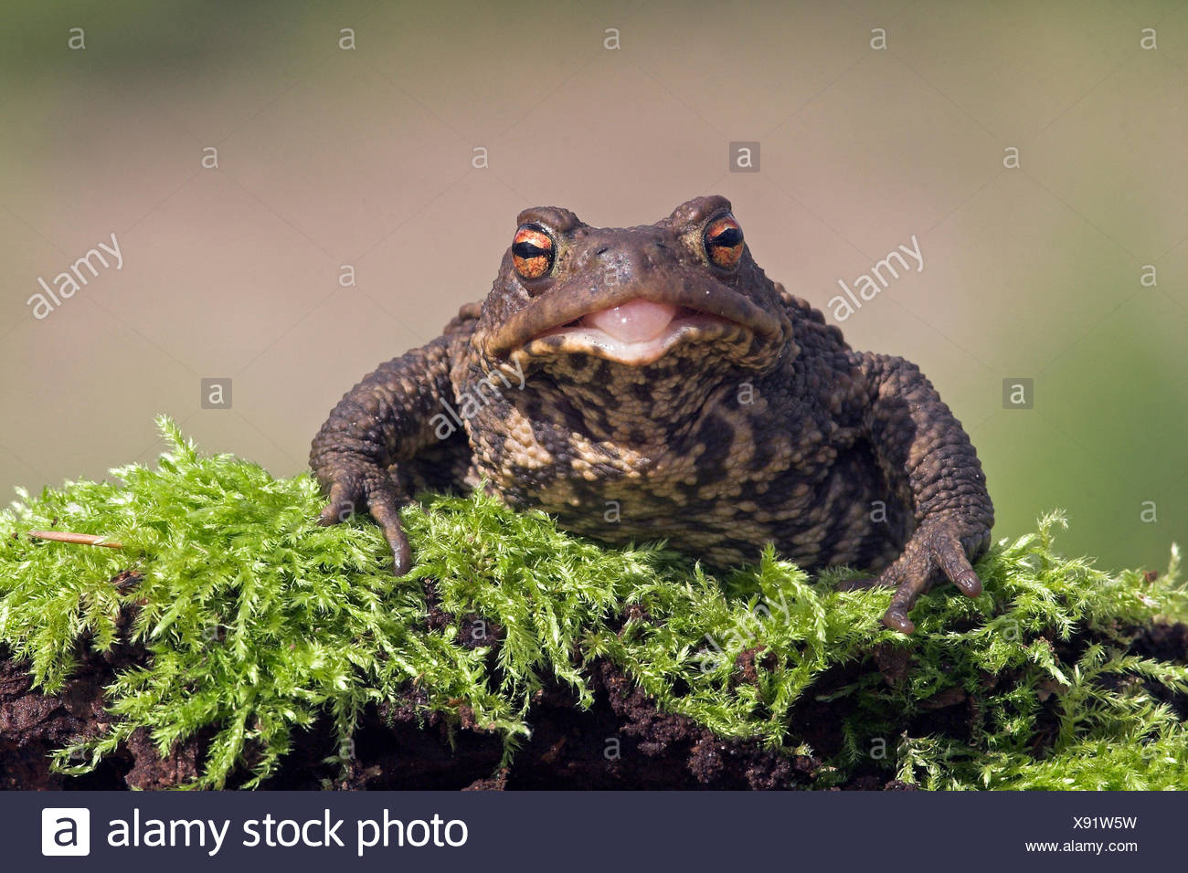 Toad Tongue High Resolution Stock Photography and Images - Alamy