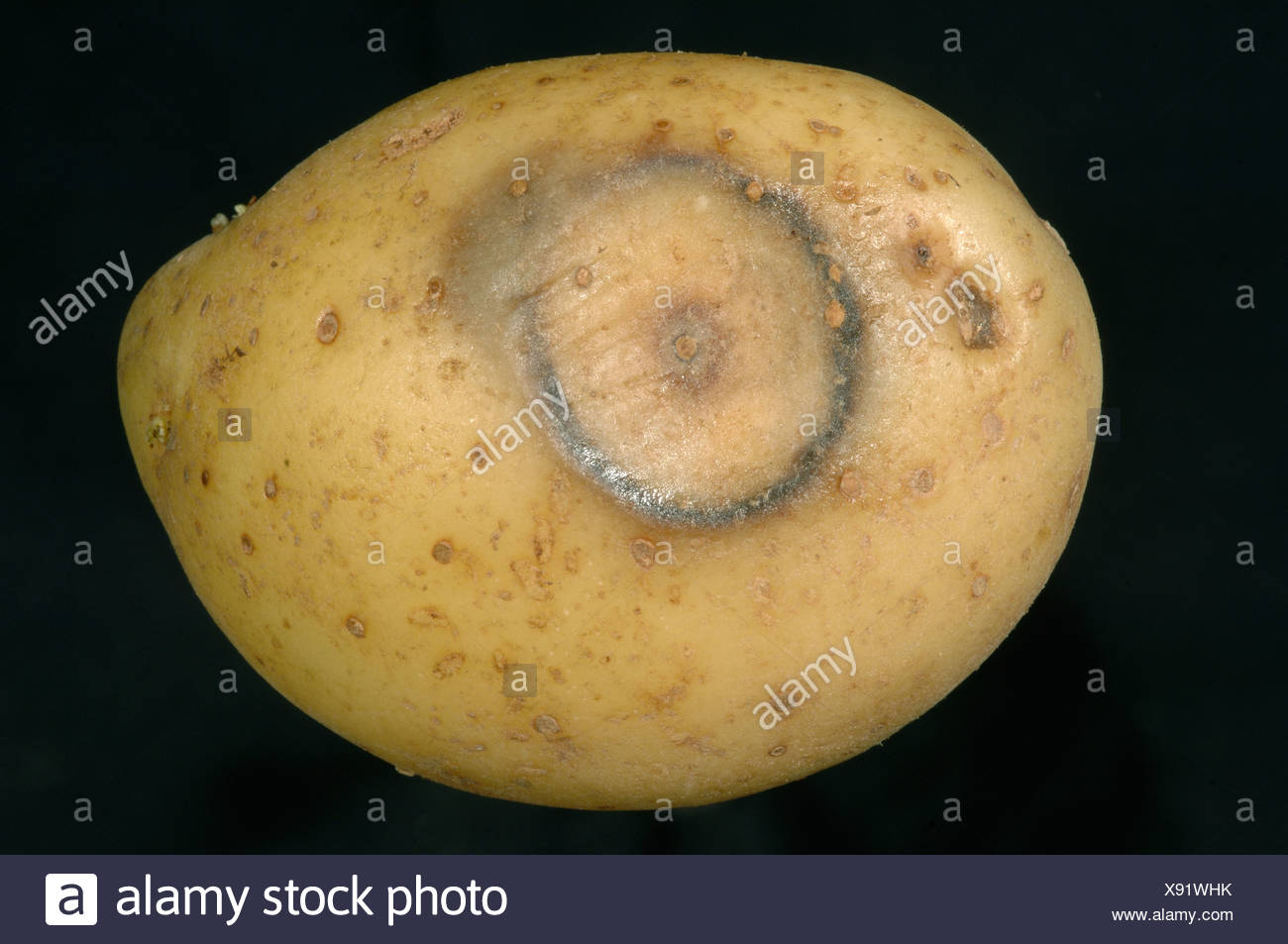 Emerging pathogens threatening potatoes identified for the first time ...