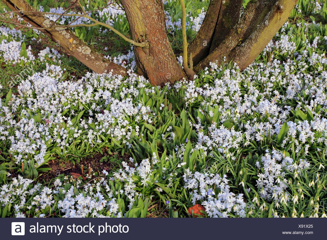 White Squill Scilla High Resolution Stock Photography and Images - Alamy