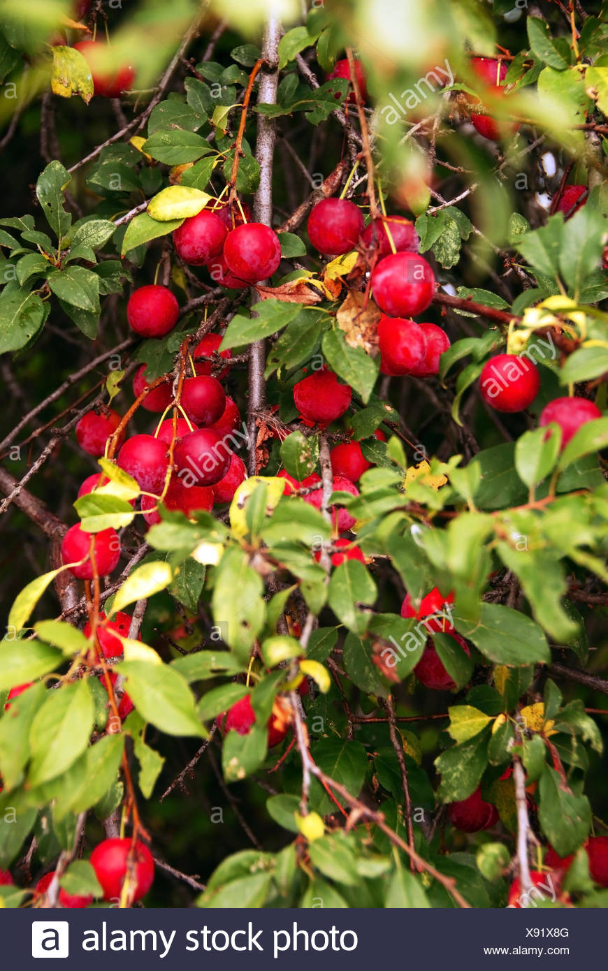 Sour Plums Stock Photos & Sour Plums Stock Images - Alamy