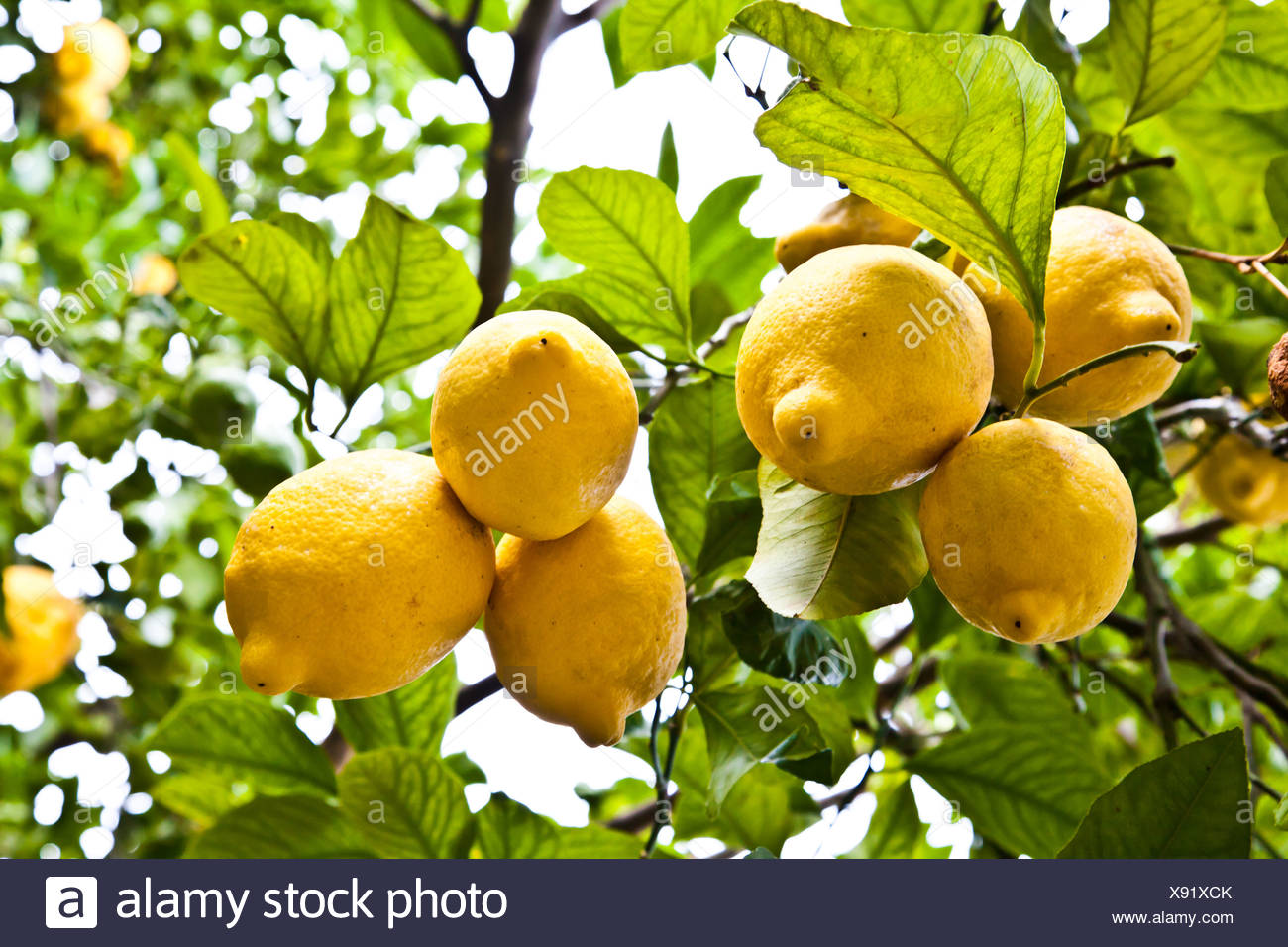 Lemon Tree Italy High Resolution Stock Photography and Images - Alamy