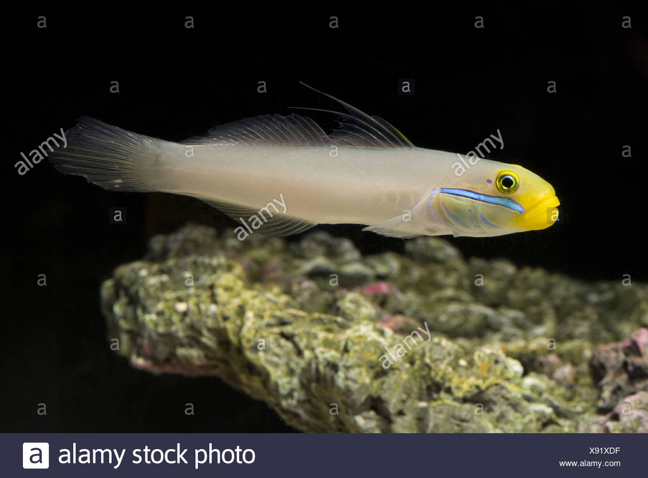 Blueband Glider Goby High Resolution Stock Photography and Images - Alamy