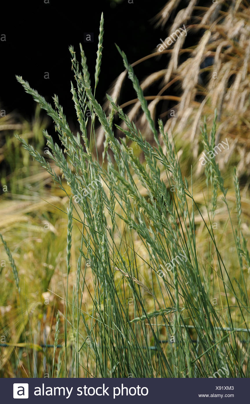 Twitch Grass Stock Photos & Twitch Grass Stock Images - Alamy