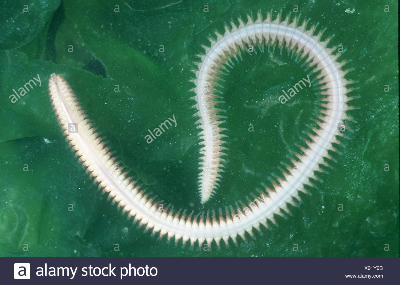 Nephthys Stock Photos & Nephthys Stock Images - Alamy