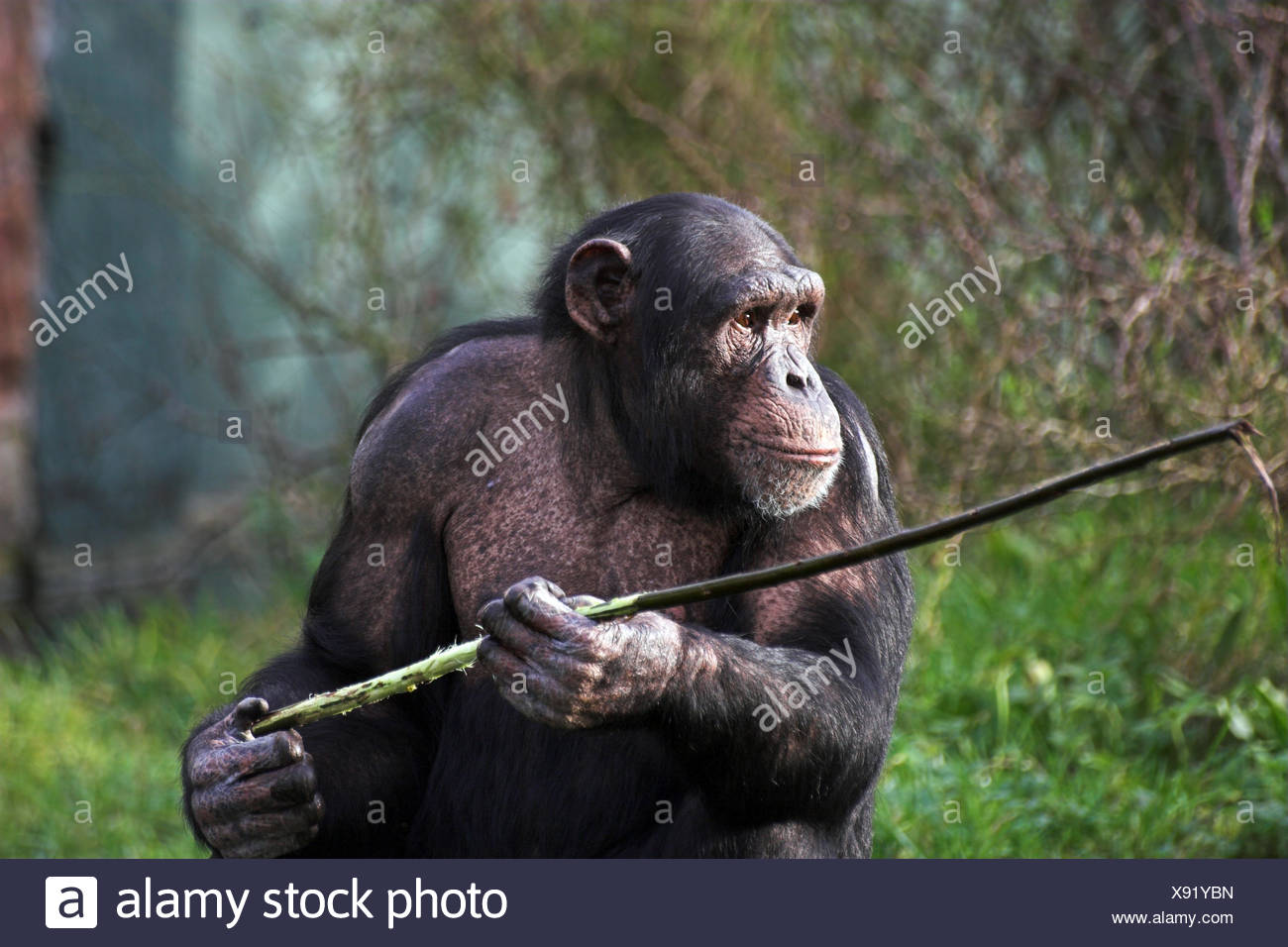Laughing Chimpanzee Stock Photos & Laughing Chimpanzee Stock Images - Alamy