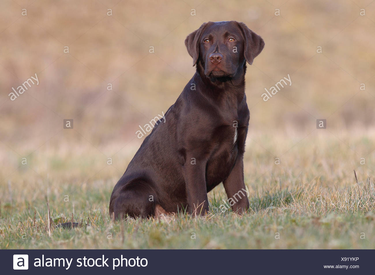 Adult Chocolate Labrador Retriever Sitting High Resolution Stock ...