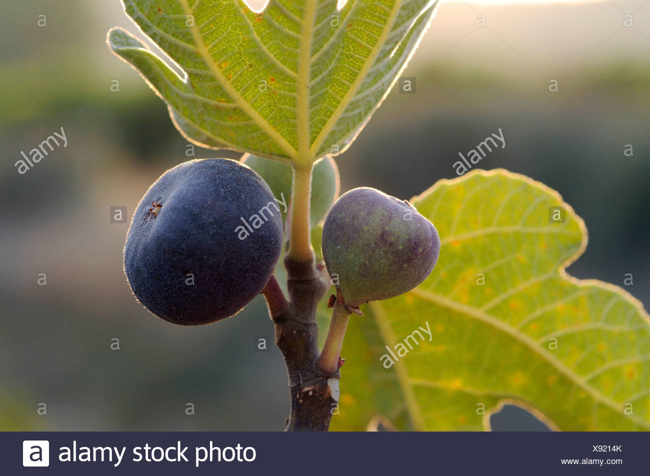 Edible Figs Ficus Carica High Resolution Stock Photography and Images ...