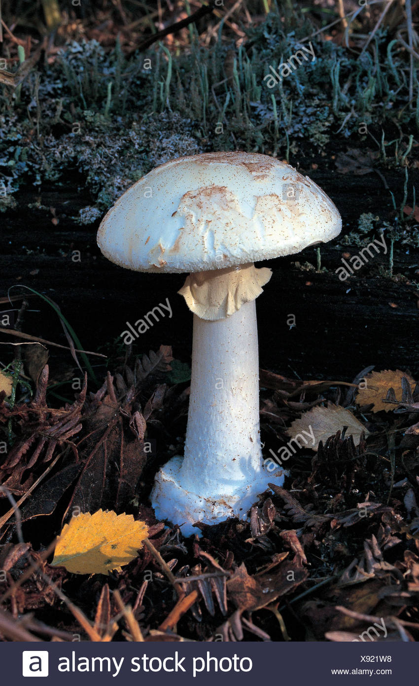 Destroying Angel Stock Photos & Destroying Angel Stock Images - Alamy