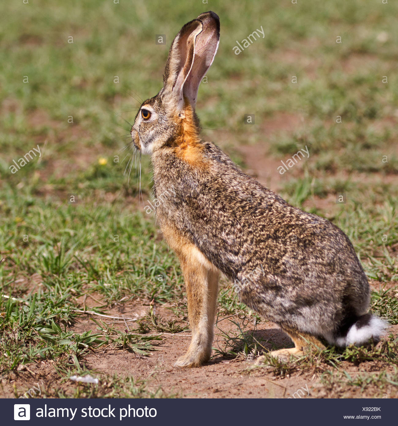 African Hare Stock Photos & African Hare Stock Images - Alamy
