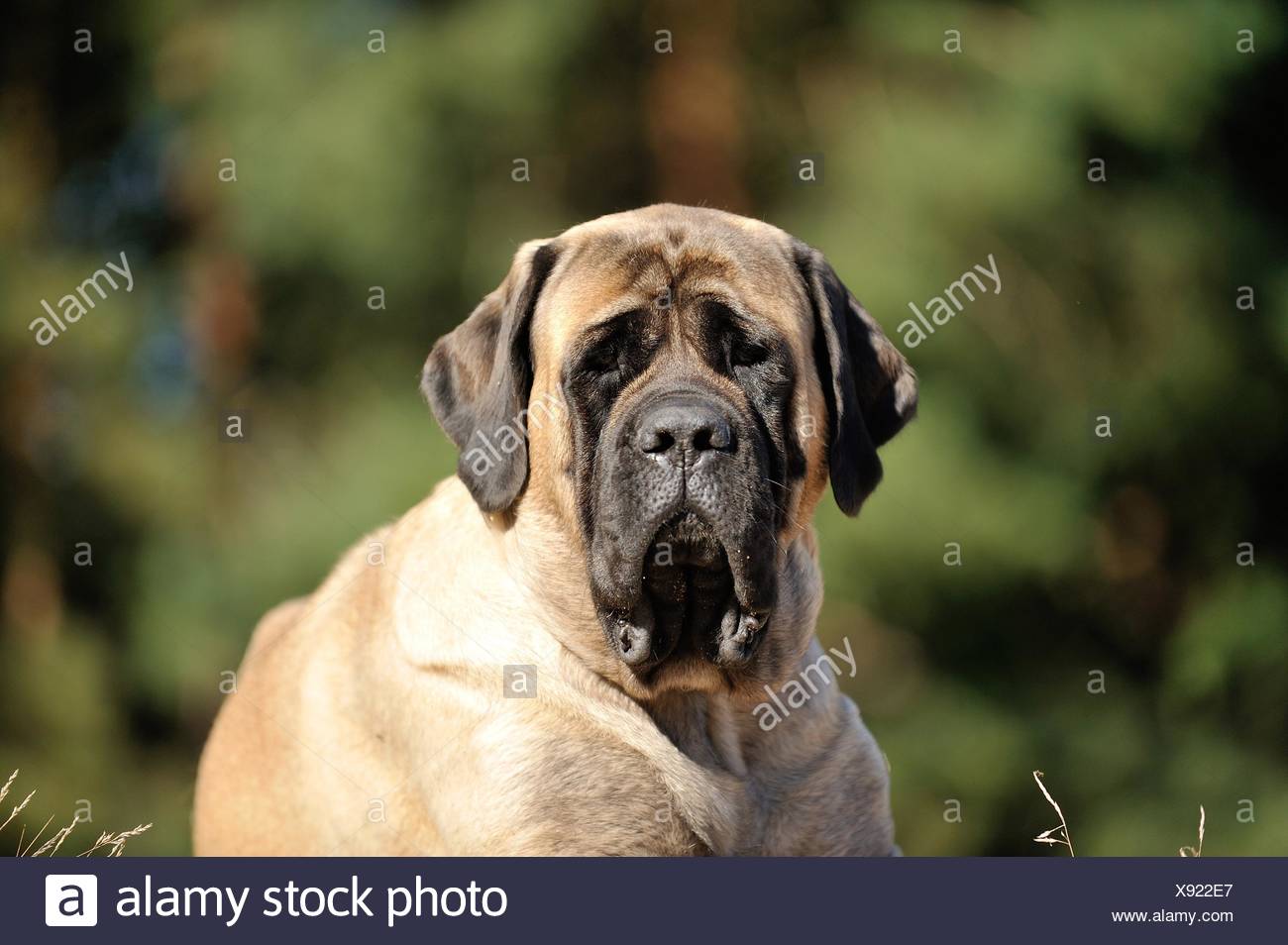 Old English Mastiff Portrait High Resolution Stock Photography and ...