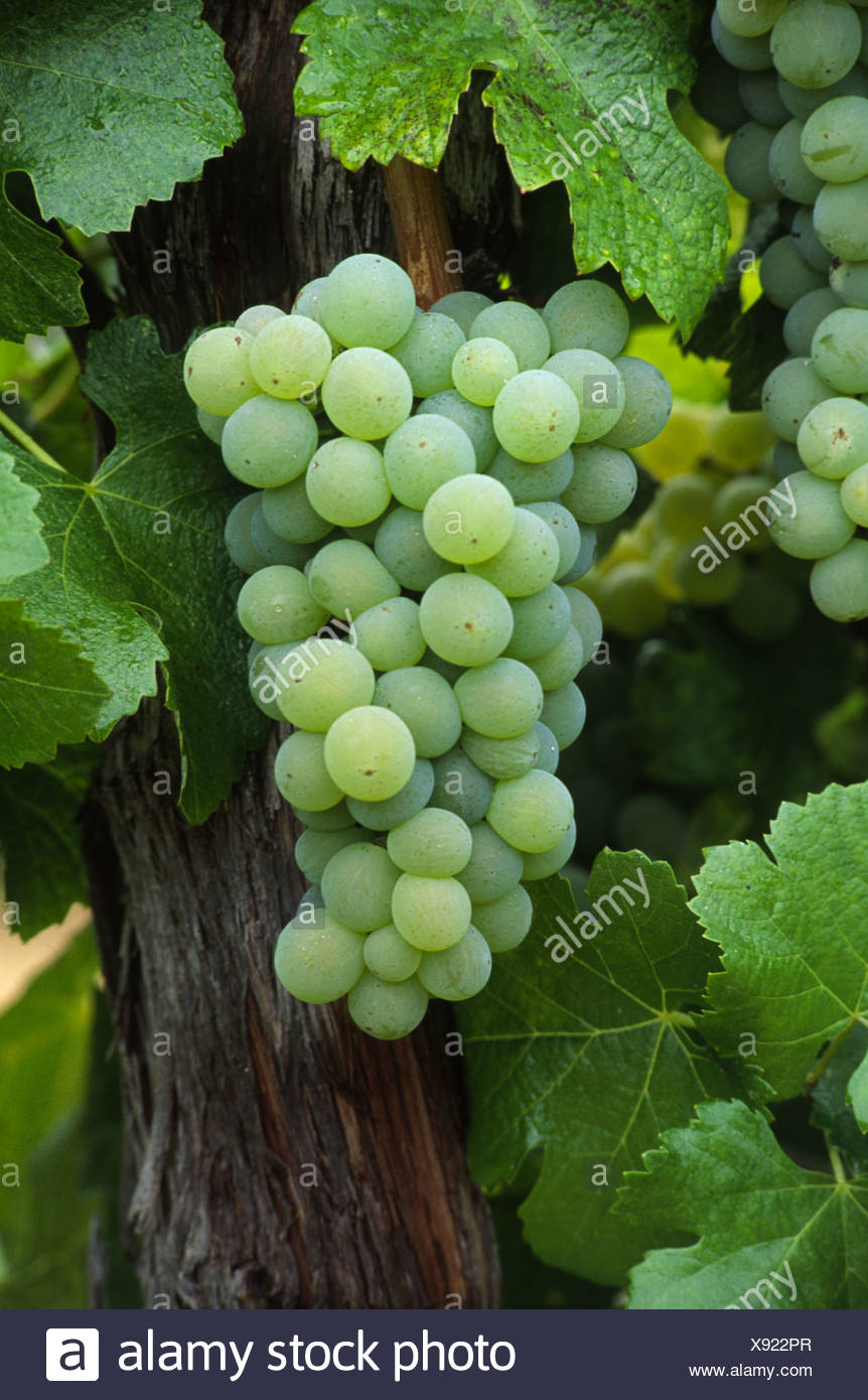 Semillon Stock Photos & Semillon Stock Images - Alamy