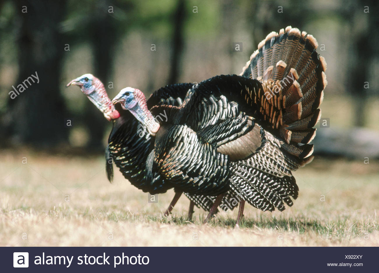 Gobbling Turkey High Resolution Stock Photography and Images - Alamy