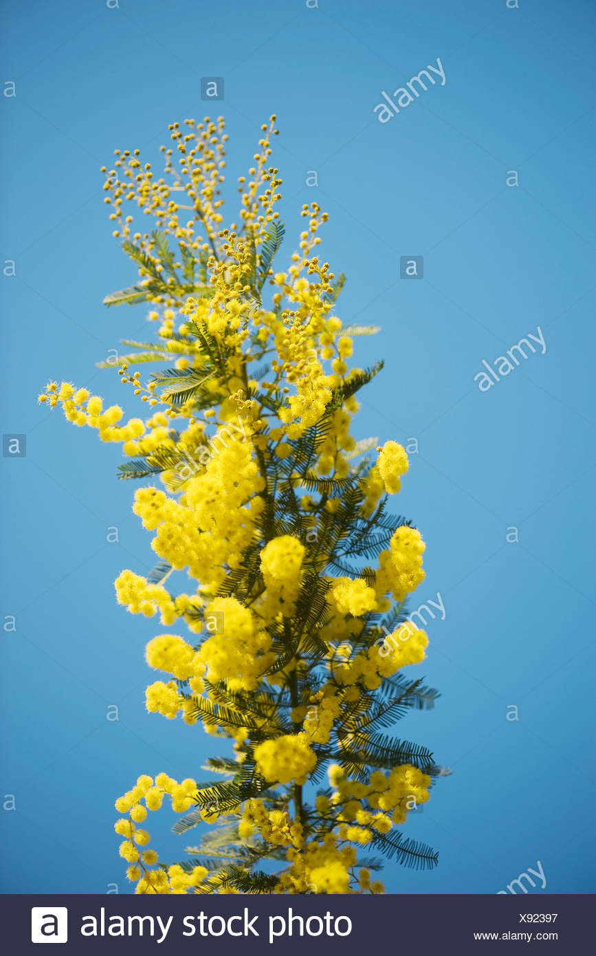 Mimosa Blooms High Resolution Stock Photography and Images - Alamy