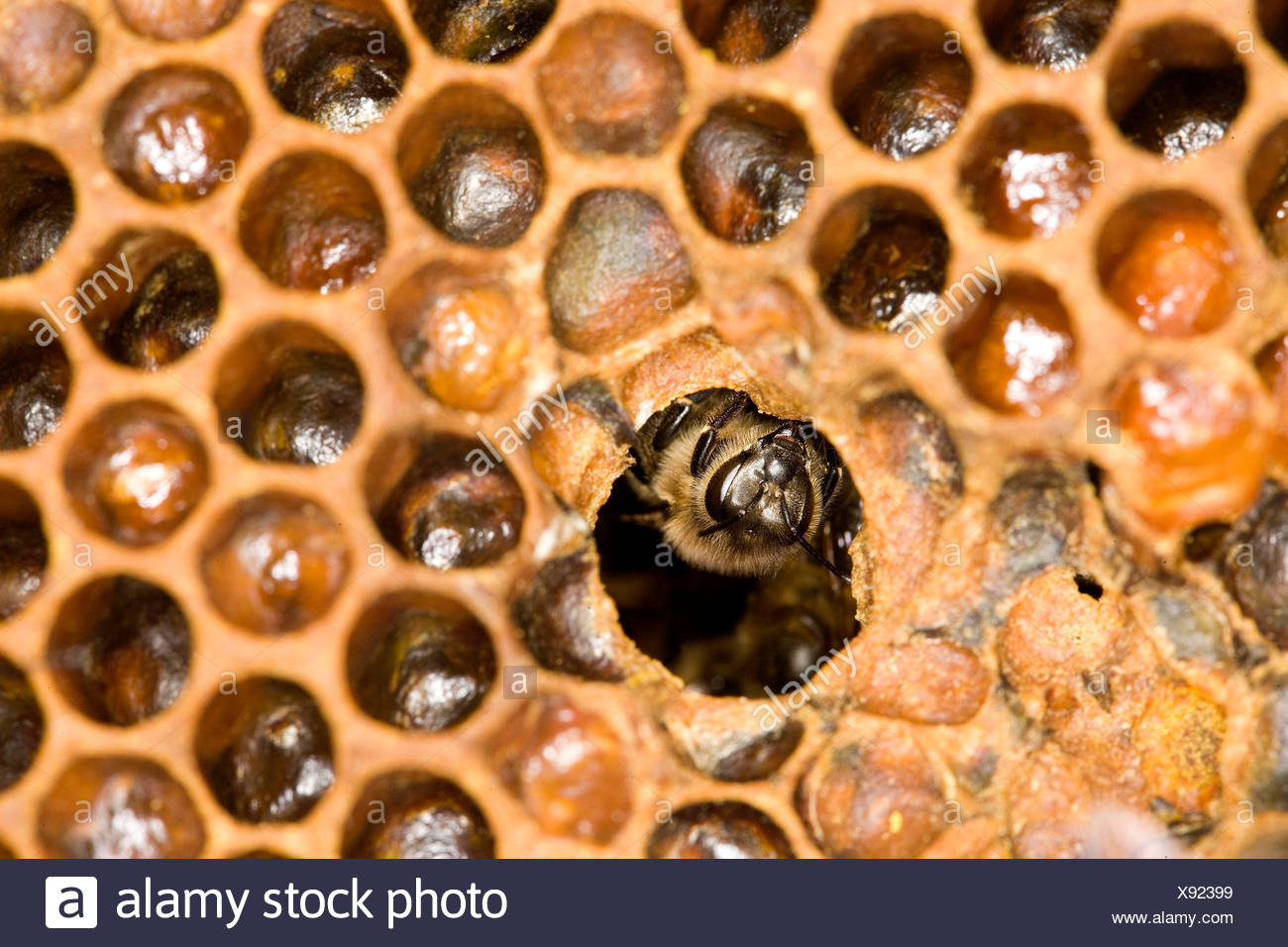 Honeybee Larvae High Resolution Stock Photography and Images - Alamy