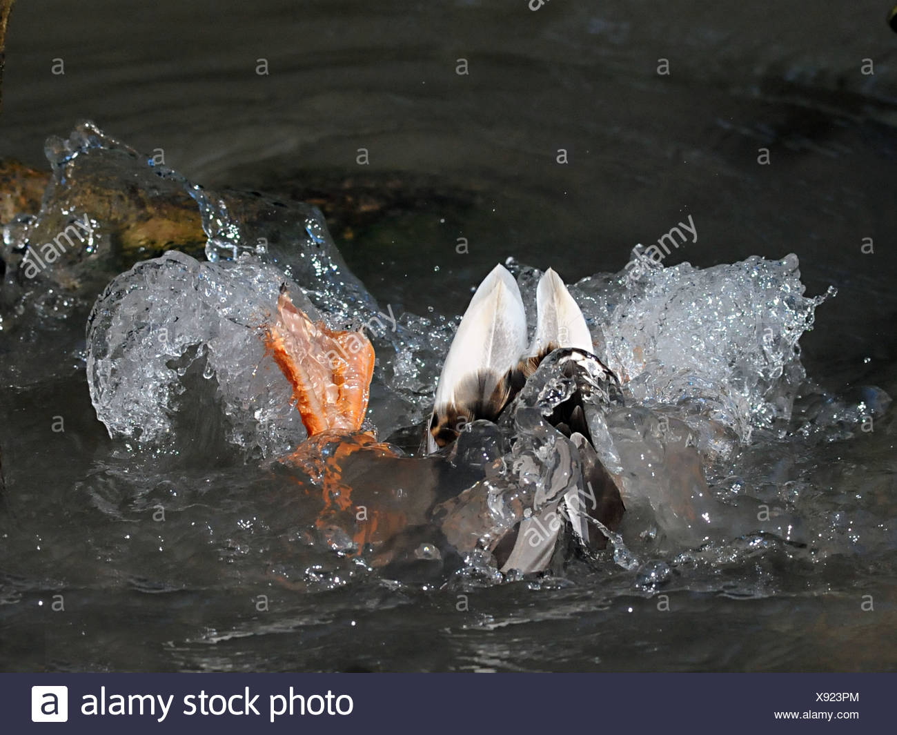 Duck Swimming Underwater Stock Photos & Duck Swimming Underwater Stock ...