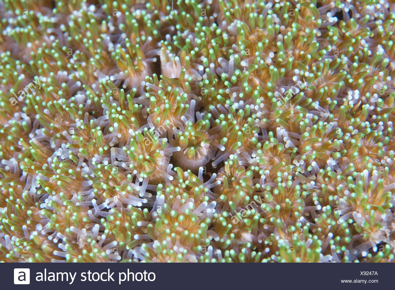 Coral Polyps High Resolution Stock Photography and Images - Alamy