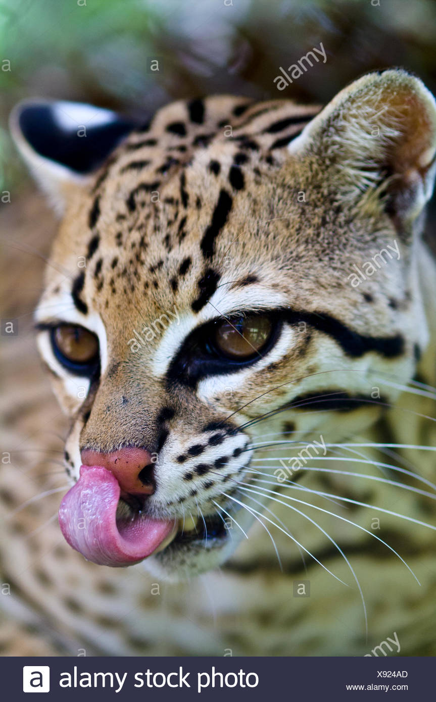 Ocelot Amazon High Resolution Stock Photography and Images - Alamy