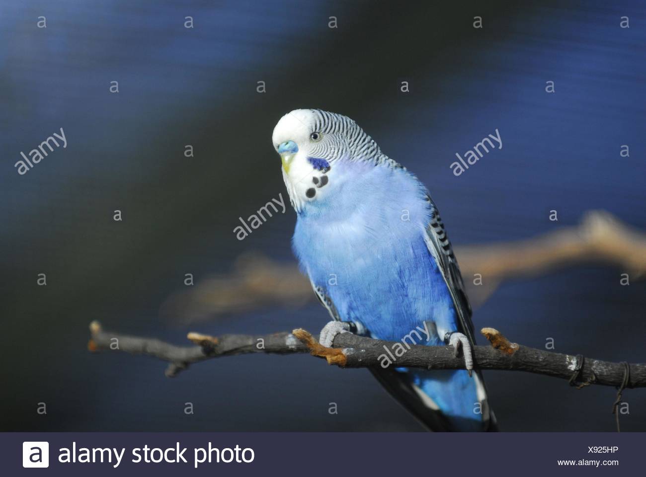 Pet Budgie High Resolution Stock Photography and Images - Alamy