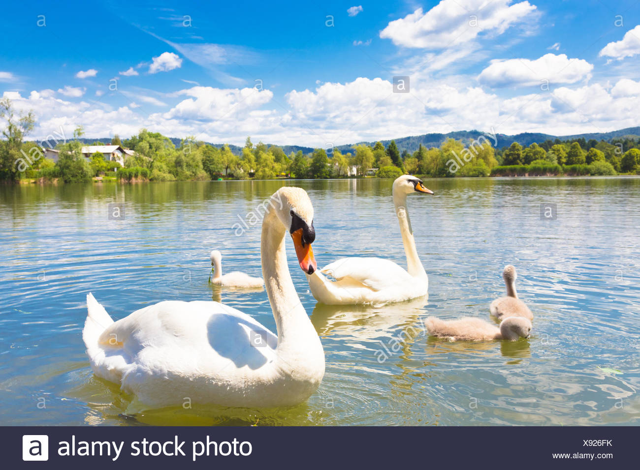 Swan family swimming in Koseze Pond or Martinek Pond or Lake Koseze is ...