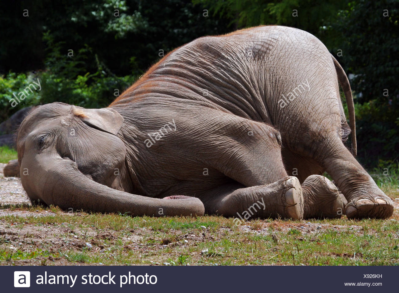 Lopsided Stock Photos & Lopsided Stock Images - Alamy