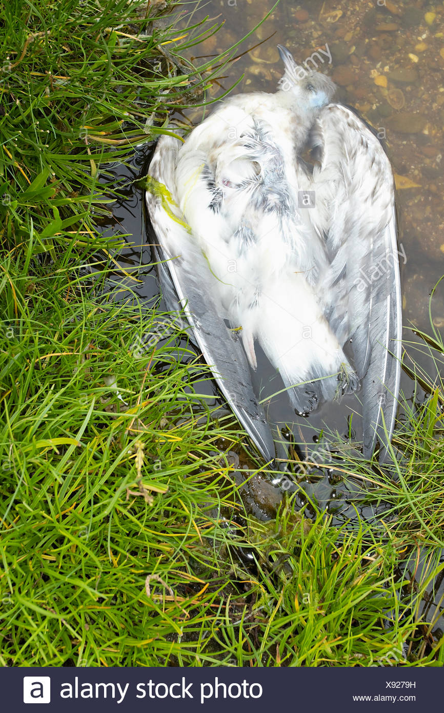 Dead Seagull Stock Photos & Dead Seagull Stock Images - Alamy