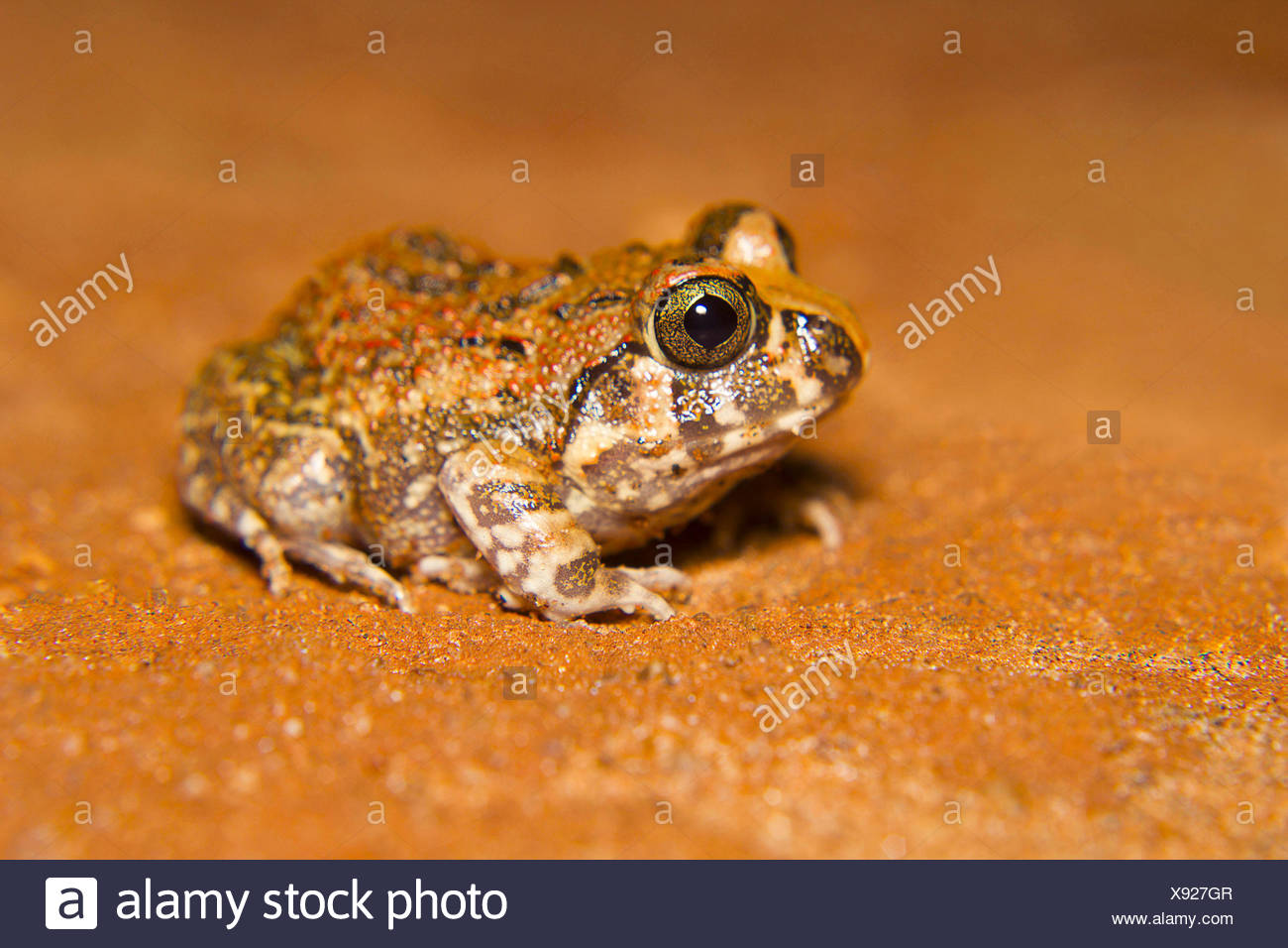Frogs And Insects Stock Photos & Frogs And Insects Stock Images - Alamy