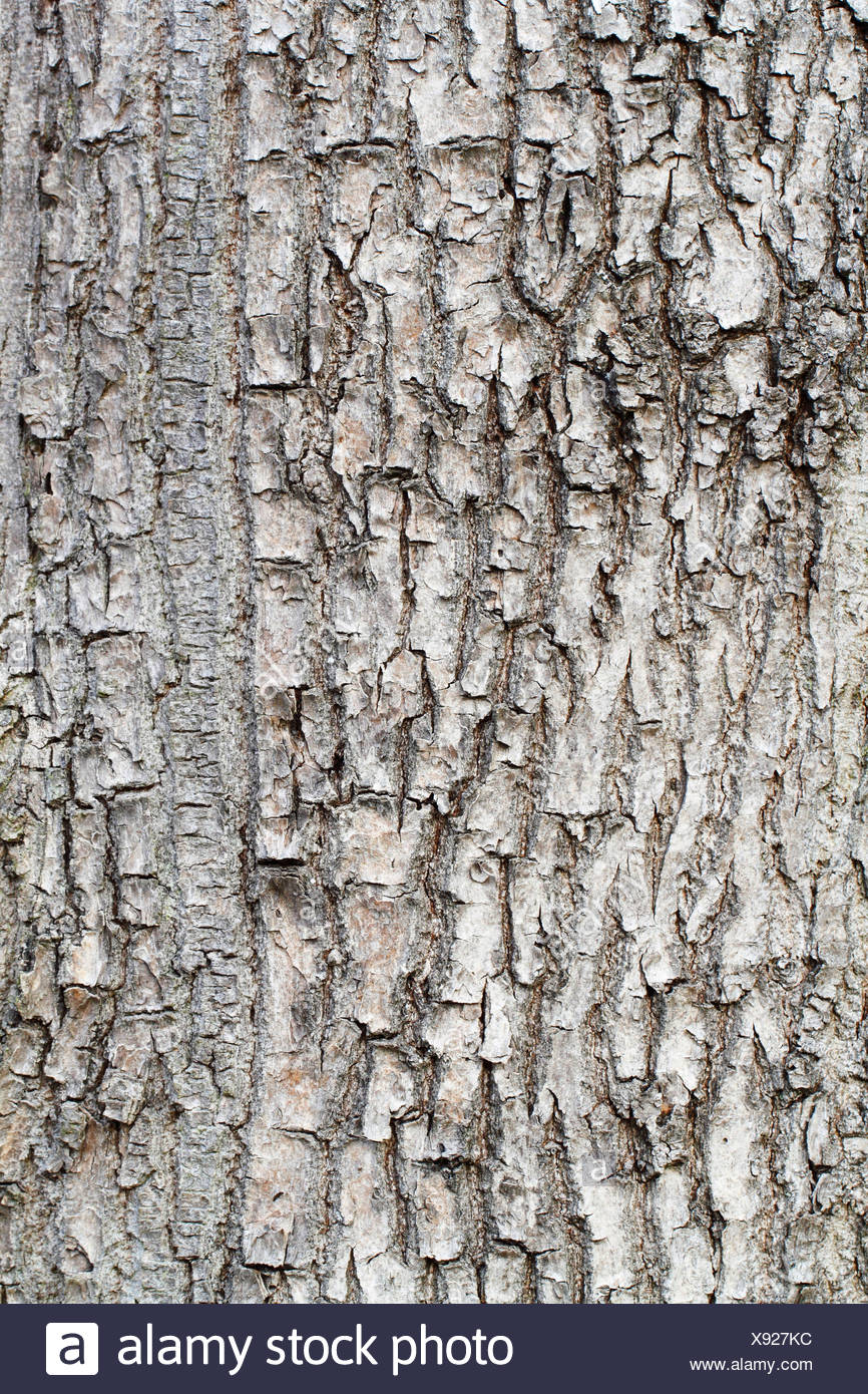 Common Ash Tree Bark High Resolution Stock Photography and Images - Alamy