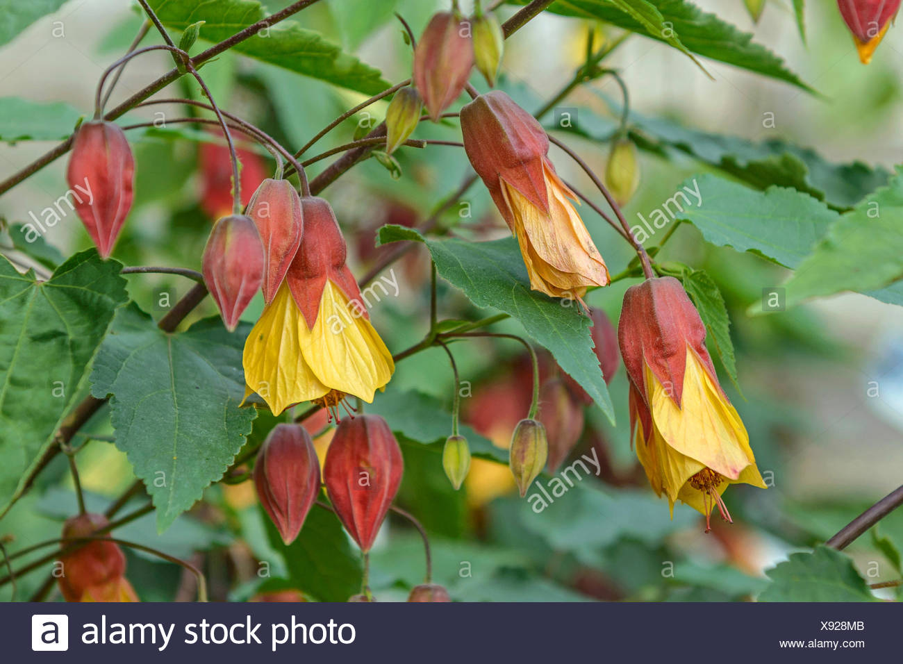 Abutilon Stock Photos & Abutilon Stock Images - Alamy