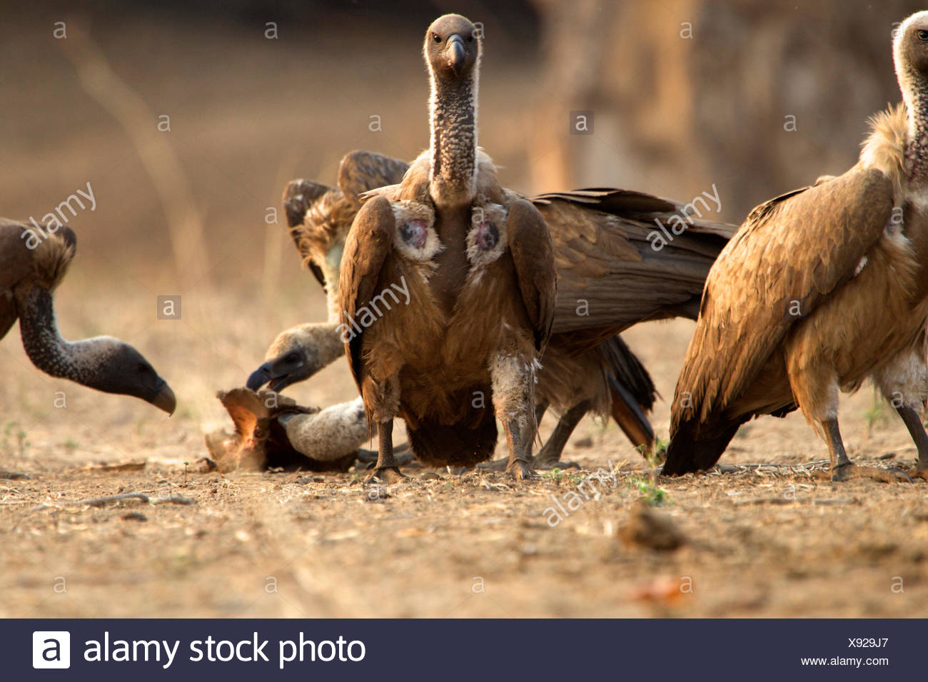 Vultures Eating Carcass High Resolution Stock Photography and Images ...