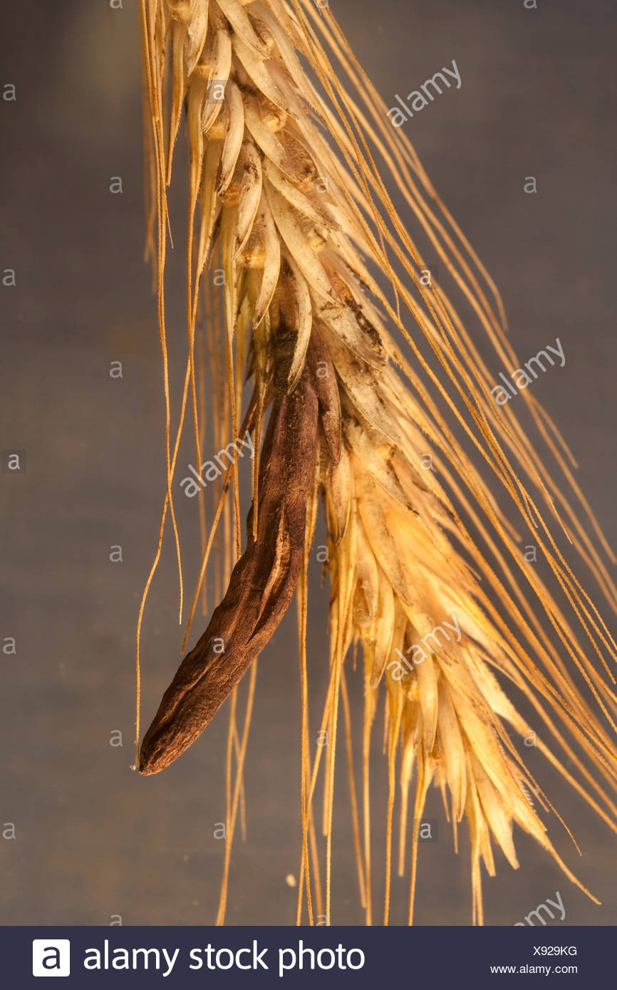 Ergot Grass High Resolution Stock Photography and Images - Alamy