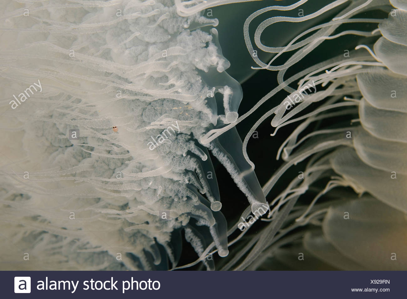 Rhopilema Stock Photos & Rhopilema Stock Images - Alamy