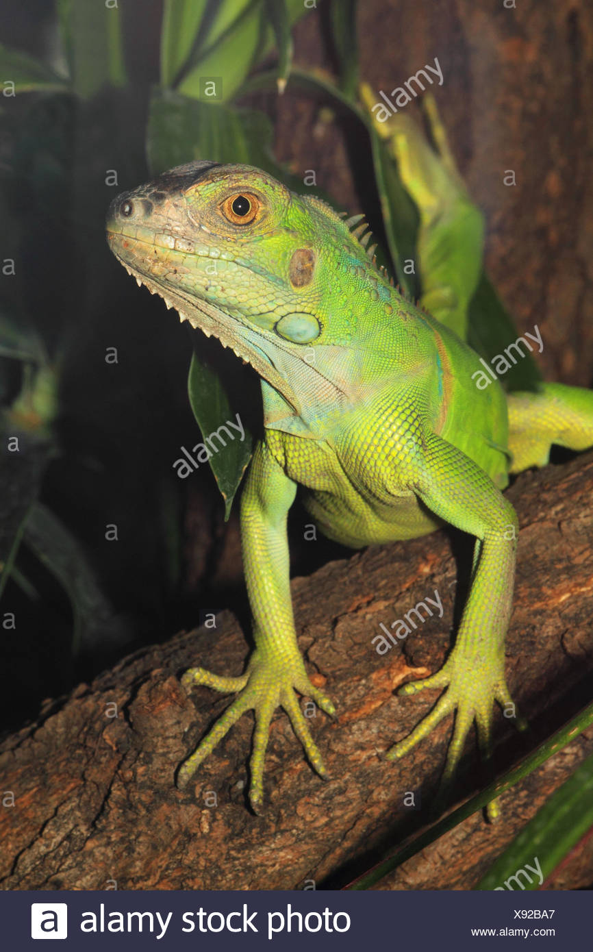 Leguan Kriechtier Stock Photos & Leguan Kriechtier Stock Images - Alamy