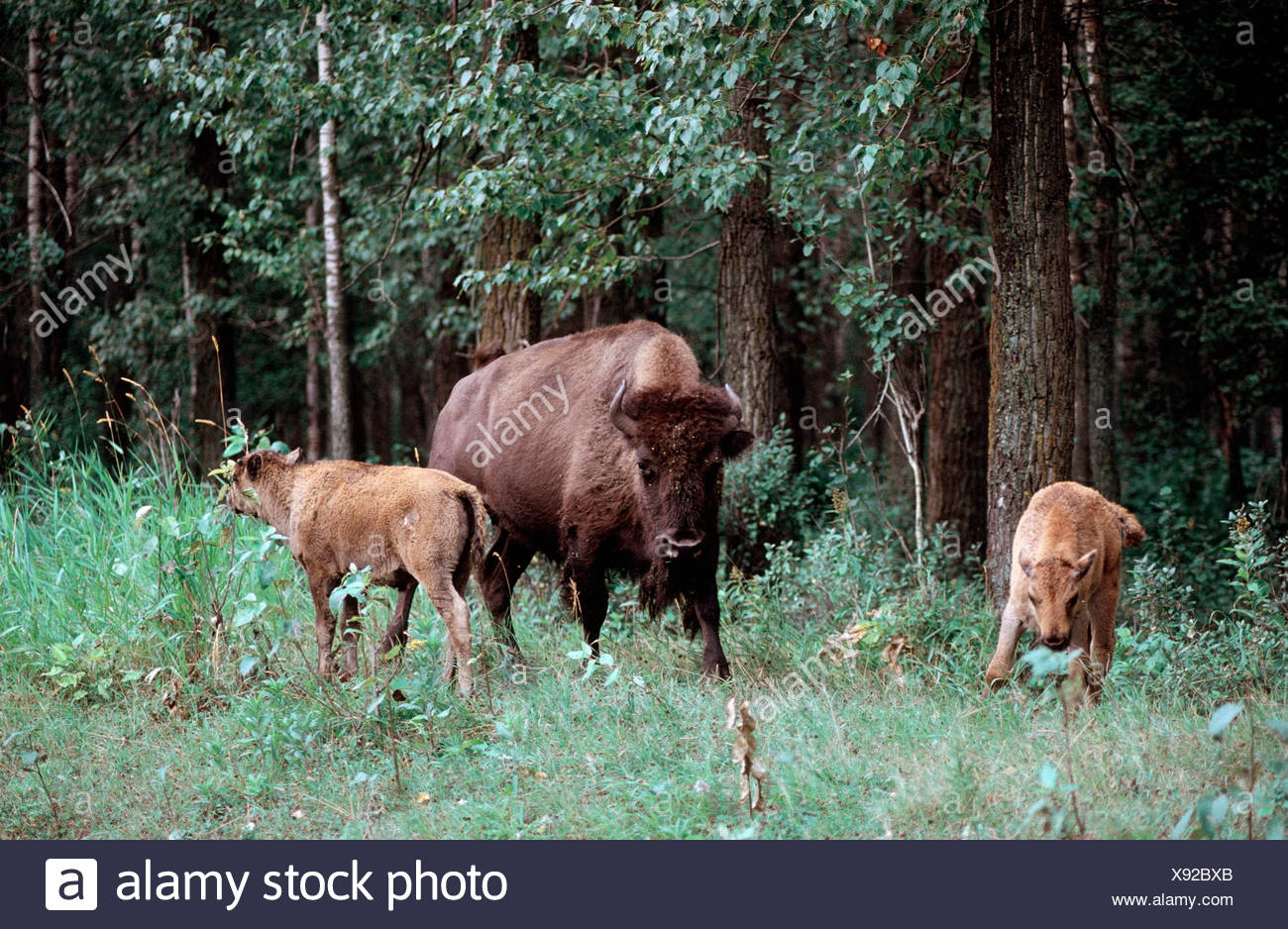 Canada Wood Buffalo National Park High Resolution Stock Photography and ...