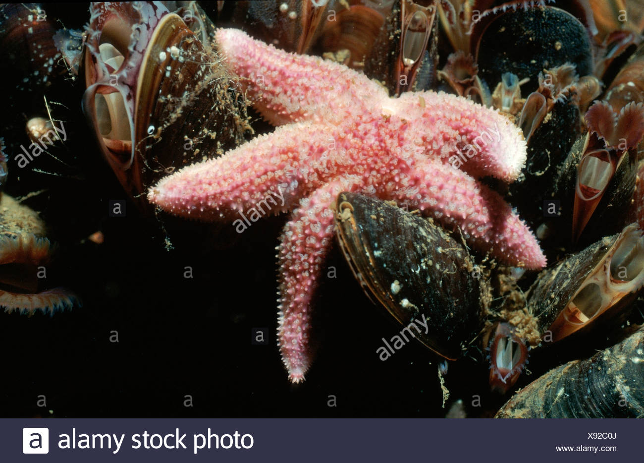 Gemeiner Seestern High Resolution Stock Photography and Images - Alamy