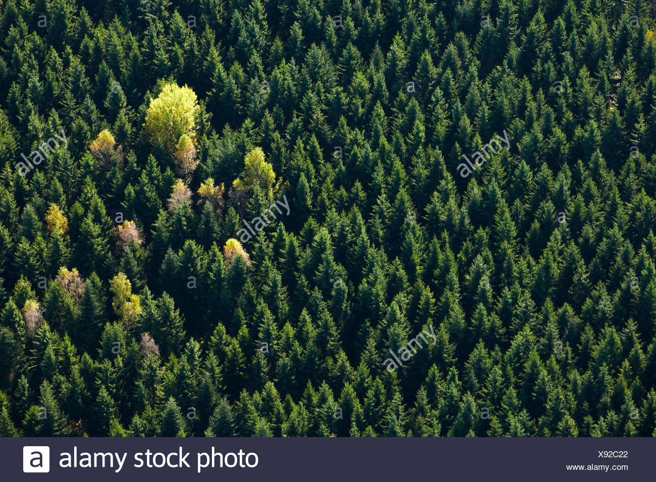 Broadleaf Trees High Resolution Stock Photography and Images - Alamy