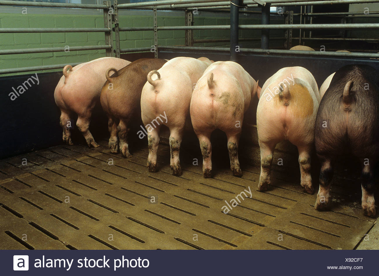 Pig Trough Stock Photos & Pig Trough Stock Images - Alamy