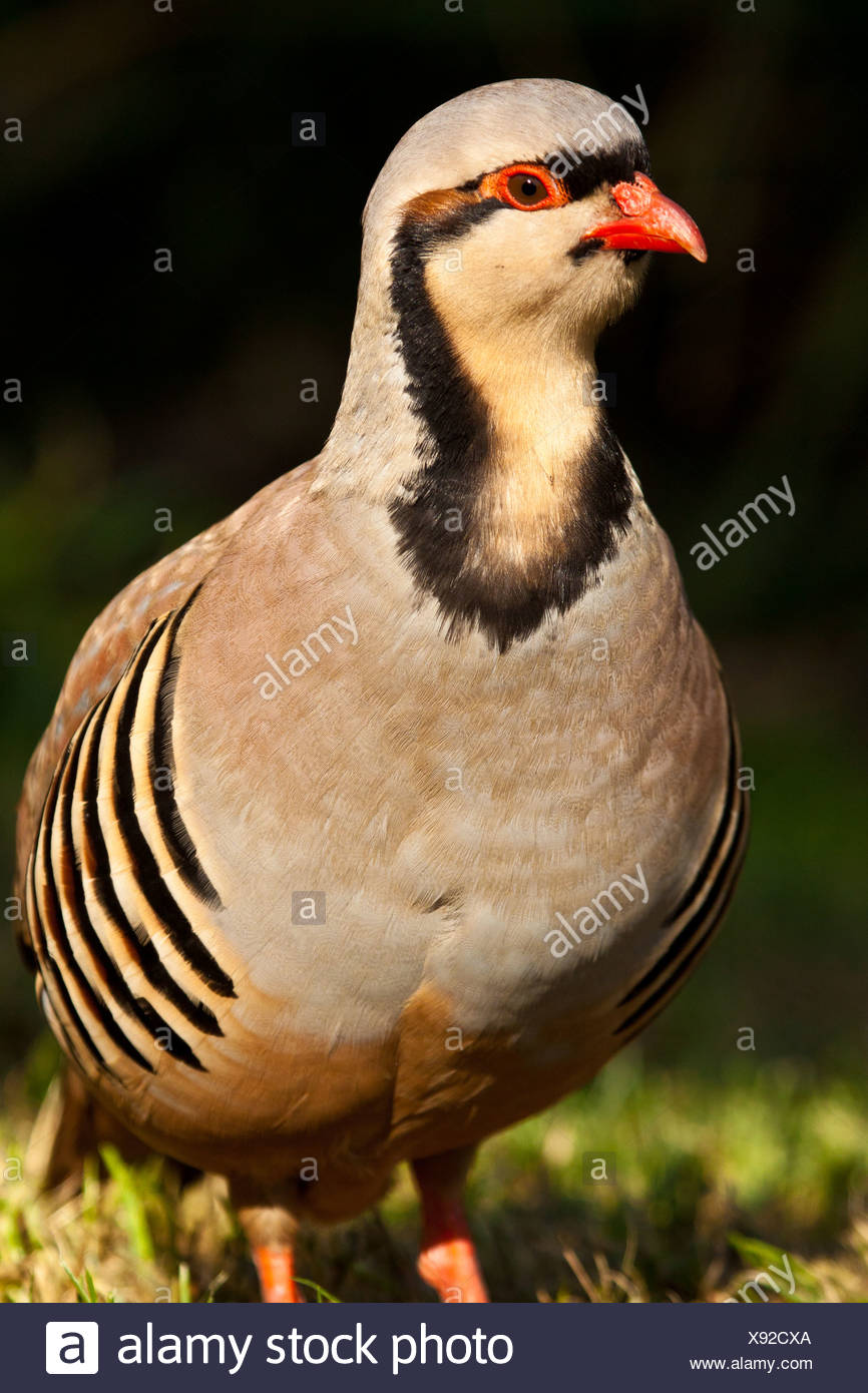 Flying Partridge Stock Photos & Flying Partridge Stock Images - Alamy