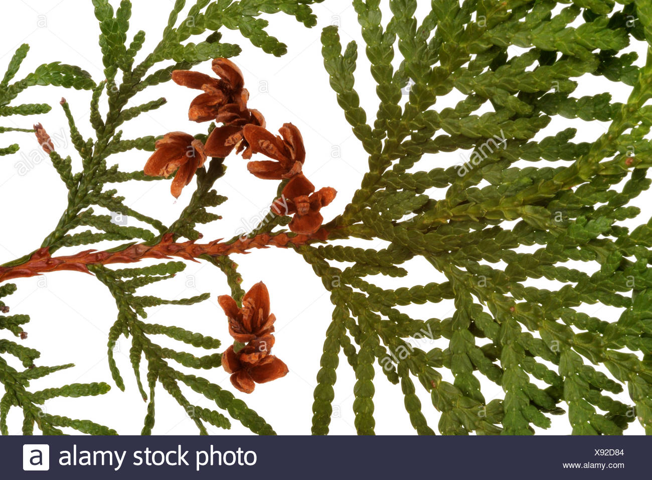 Chinese Arborvitae High Resolution Stock Photography and Images - Alamy