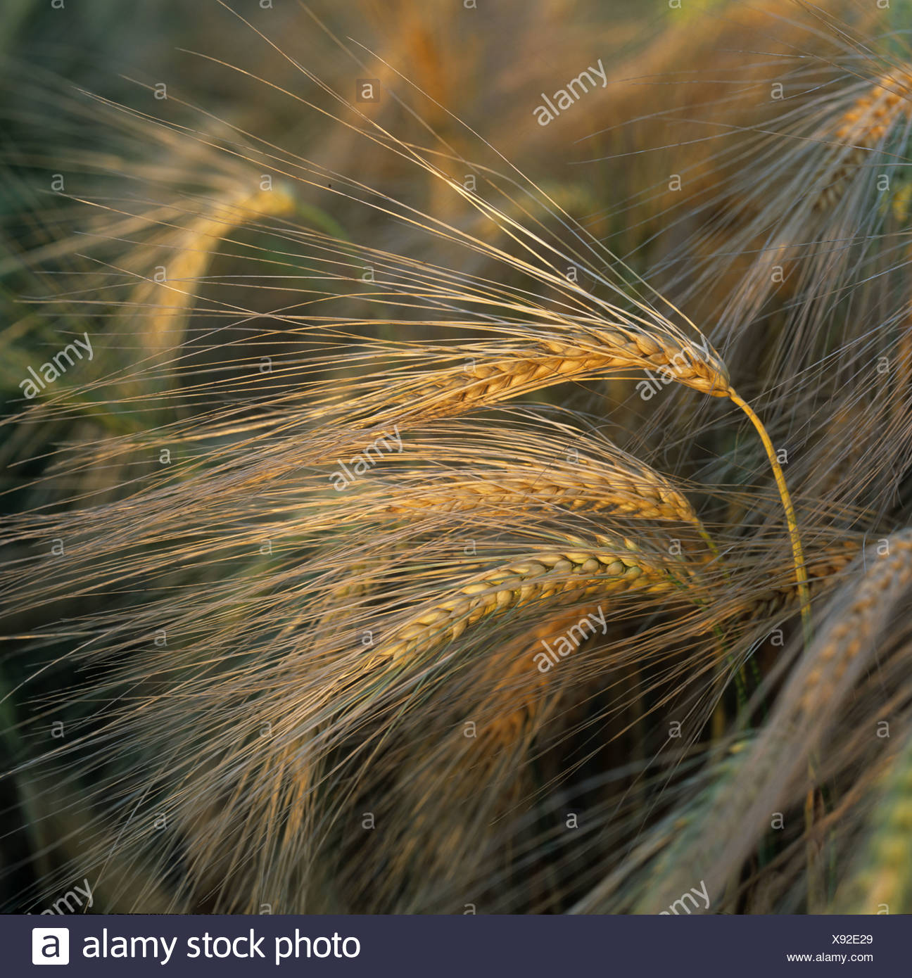 Six Row Barley High Resolution Stock Photography and Images - Alamy