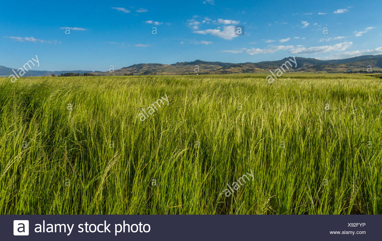 Teff Stock Photos & Teff Stock Images - Alamy