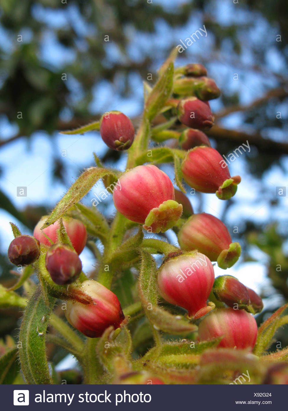 Canary Strawberry Tree High Resolution Stock Photography and Images - Alamy