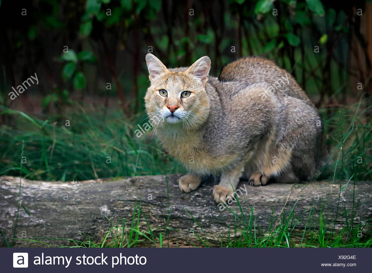 Jungle Cat Swamp Cat Asia High Resolution Stock Photography and Images ...