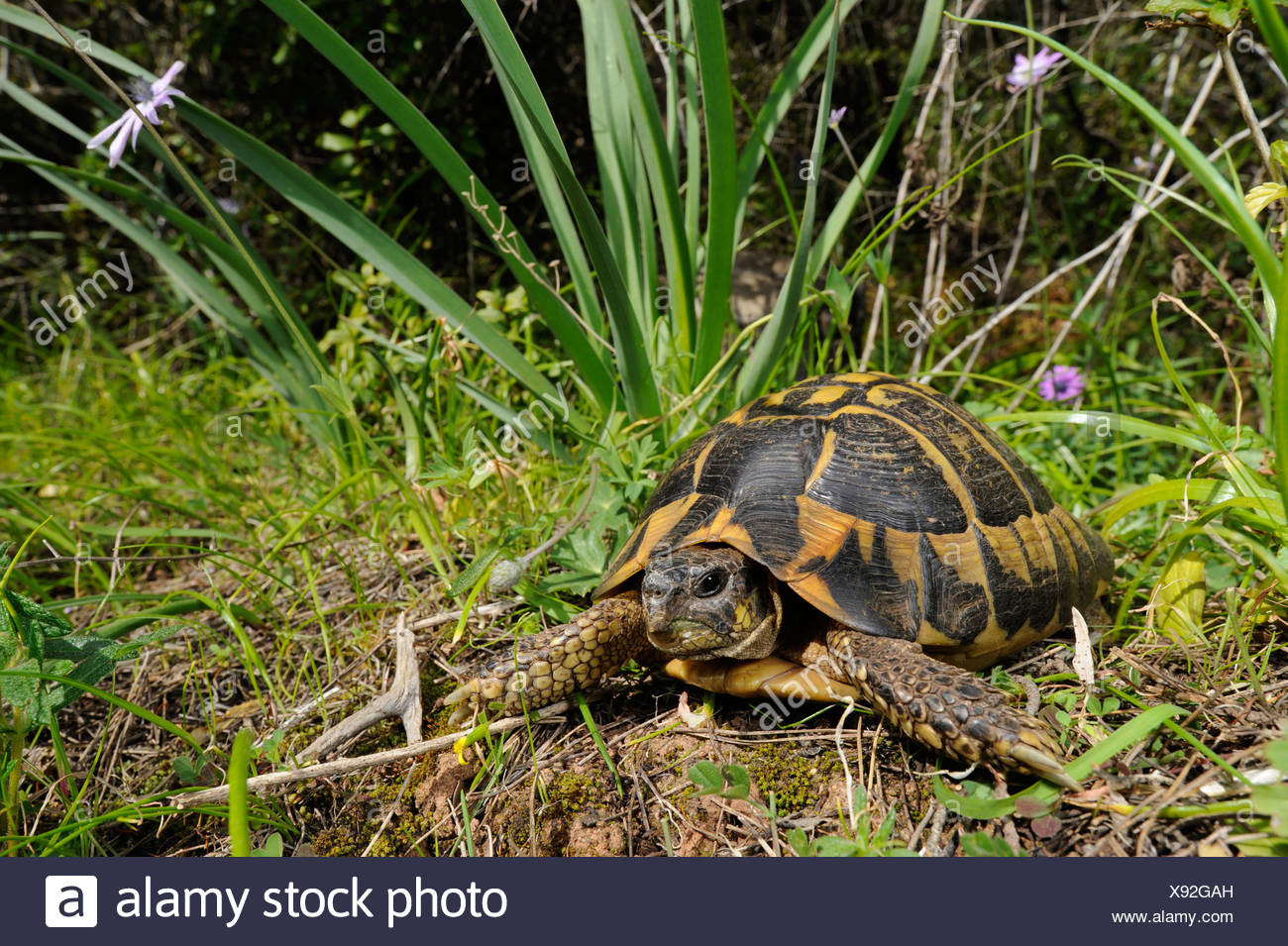 Sardinian Turtle High Resolution Stock Photography and Images - Alamy